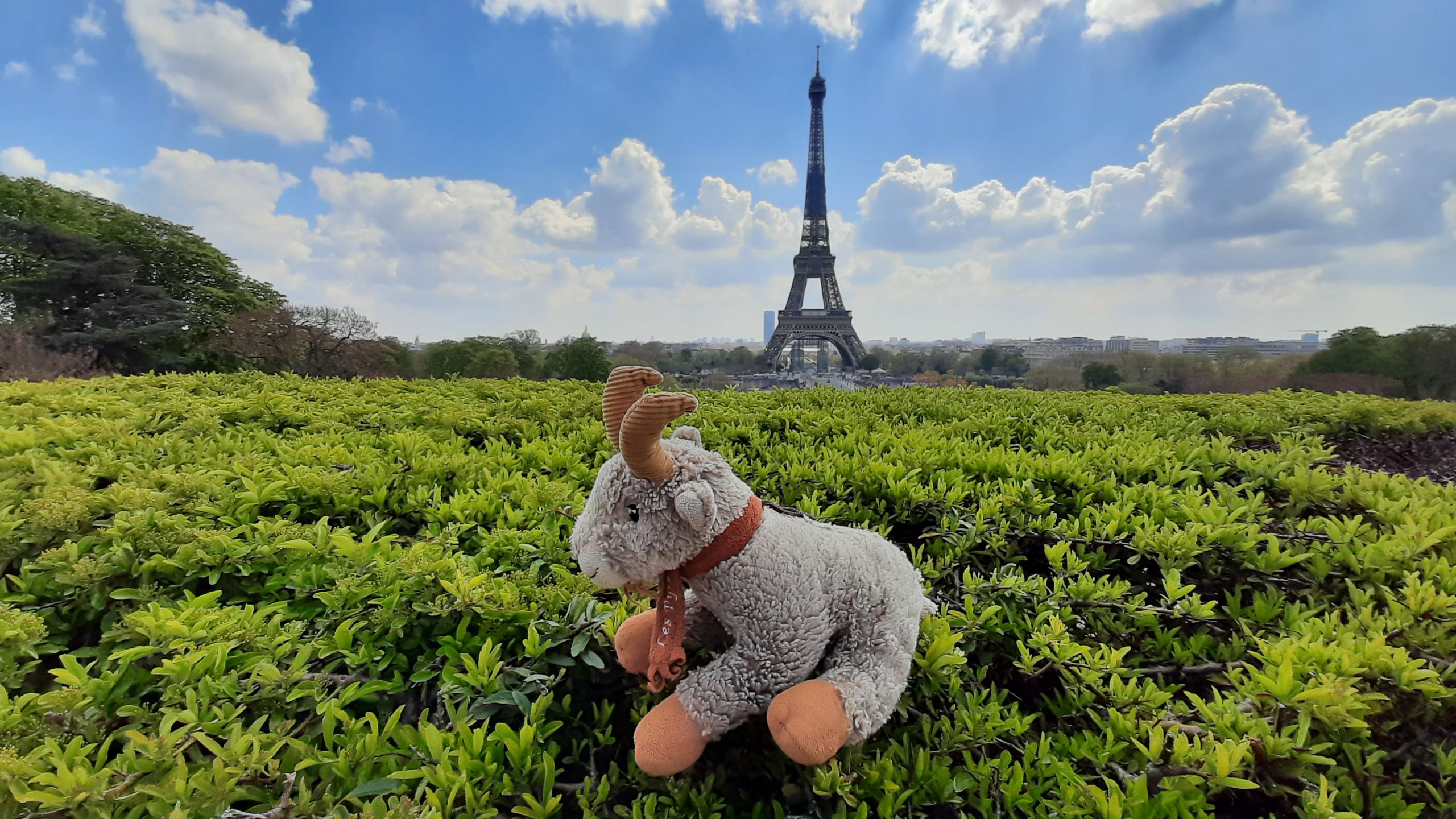 Le Chevreau à Paris, Goat in #Paris. En #París ; Cabra parisenca. – Cabri